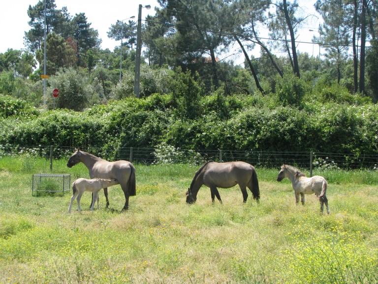 Associação Portuguesa do Cavalo Sorraia – Raça Primitiva