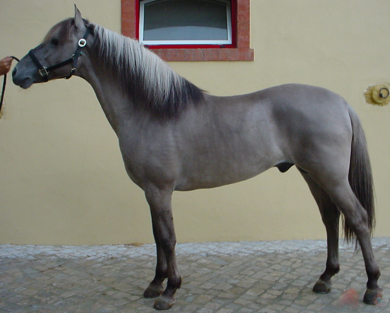 Associação Portuguesa do Cavalo Sorraia – Raça Primitiva