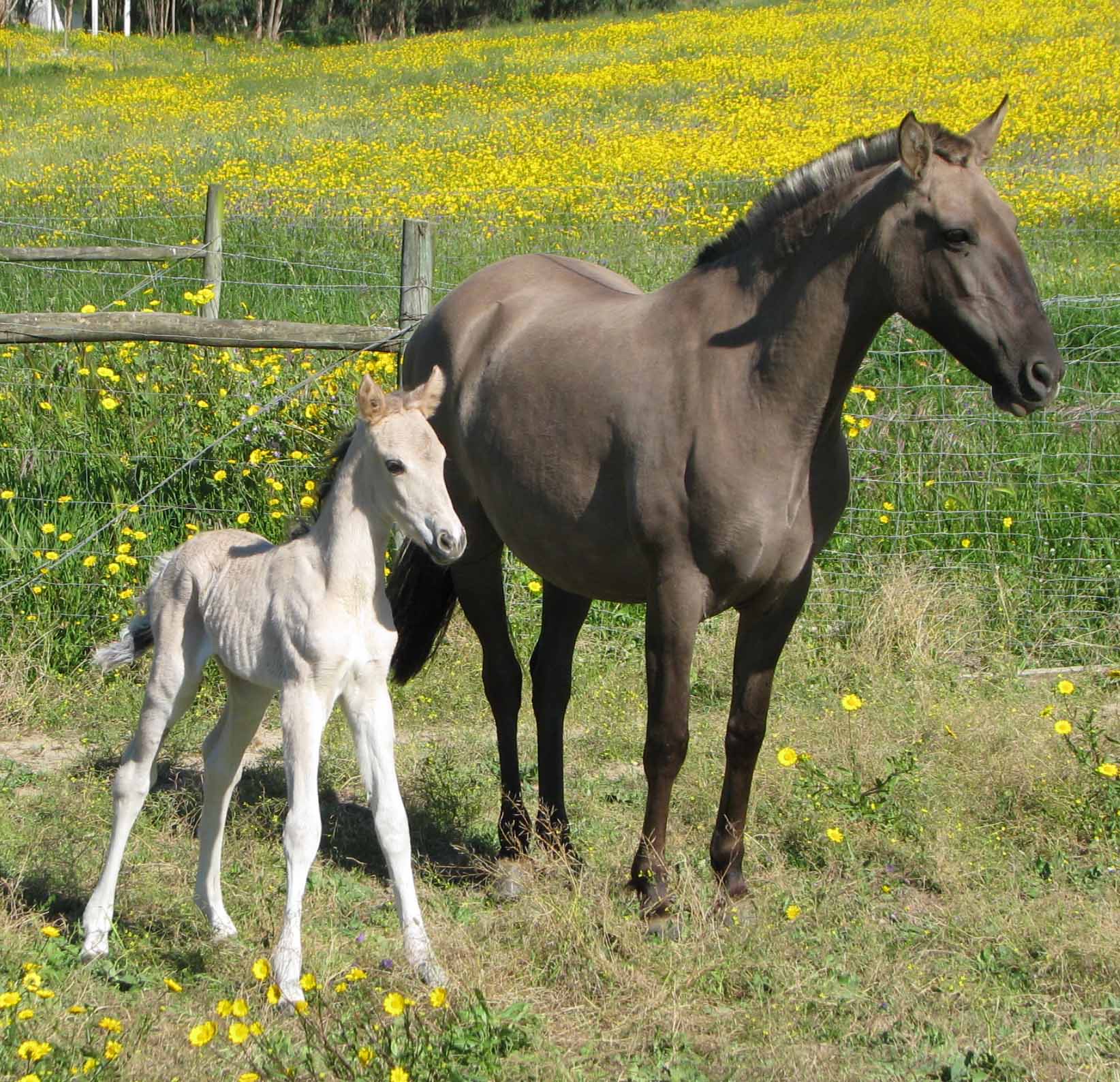 Associação Portuguesa do Cavalo Sorraia – Raça Primitiva